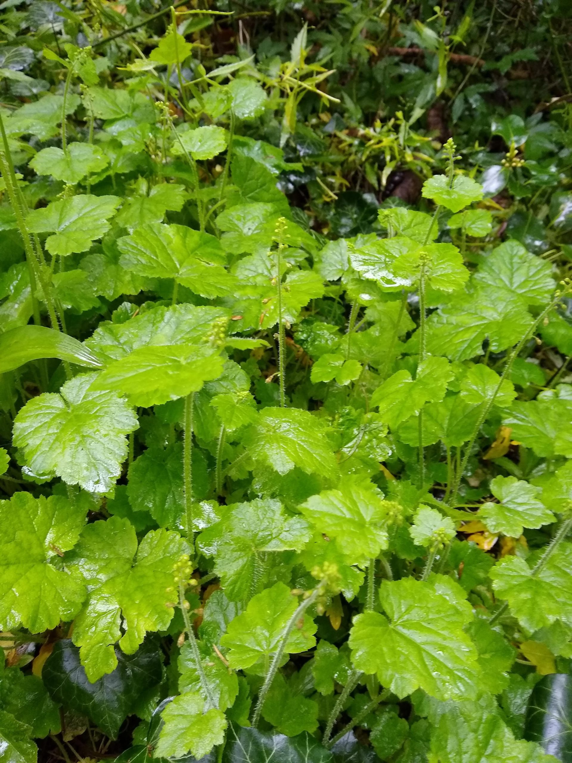 Oak Beck and Birk Crags - Harrogate & District Naturalists Society