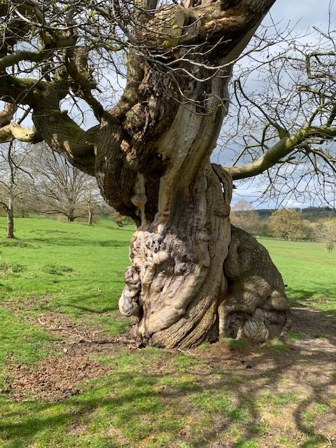 Ancient Trees of Ripley Park - Harrogate & District Naturalists Society