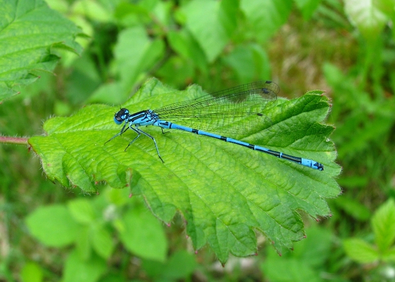 Dragonflies & Damselflies - Harrogate & District Naturalists Society