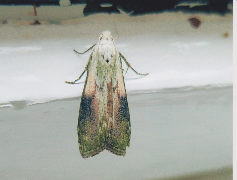 Photos - Harrogate & District Naturalists Society