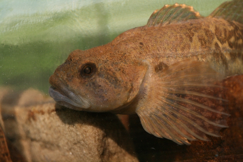 Photos - Harrogate & District Naturalists Society