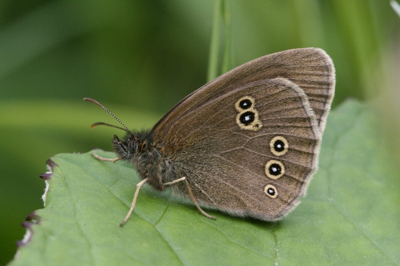 Butterflies & Moths - Harrogate & District Naturalists Society