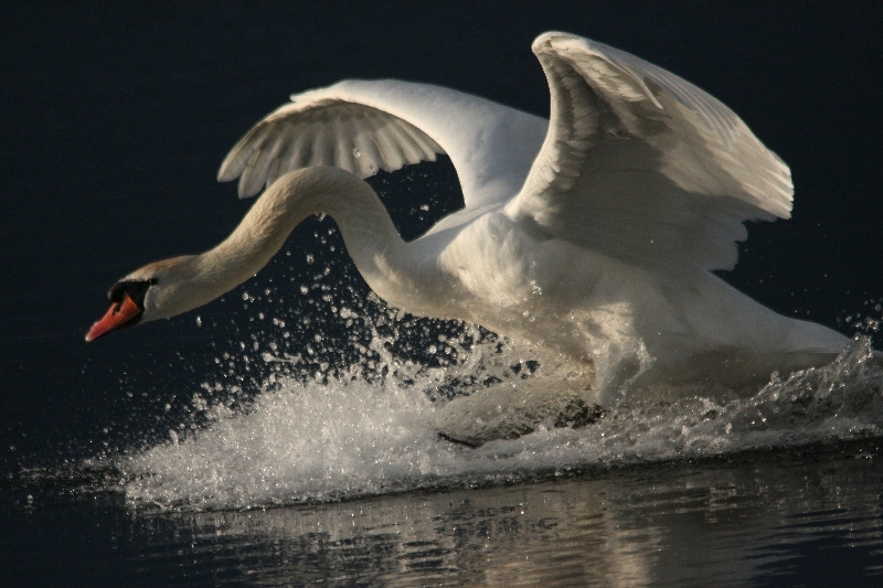 Birds - Harrogate & District Naturalists Society